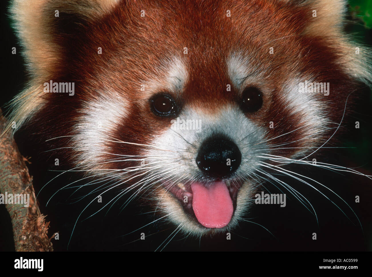 Endangered species bhutan hi-res stock photography and images - Alamy