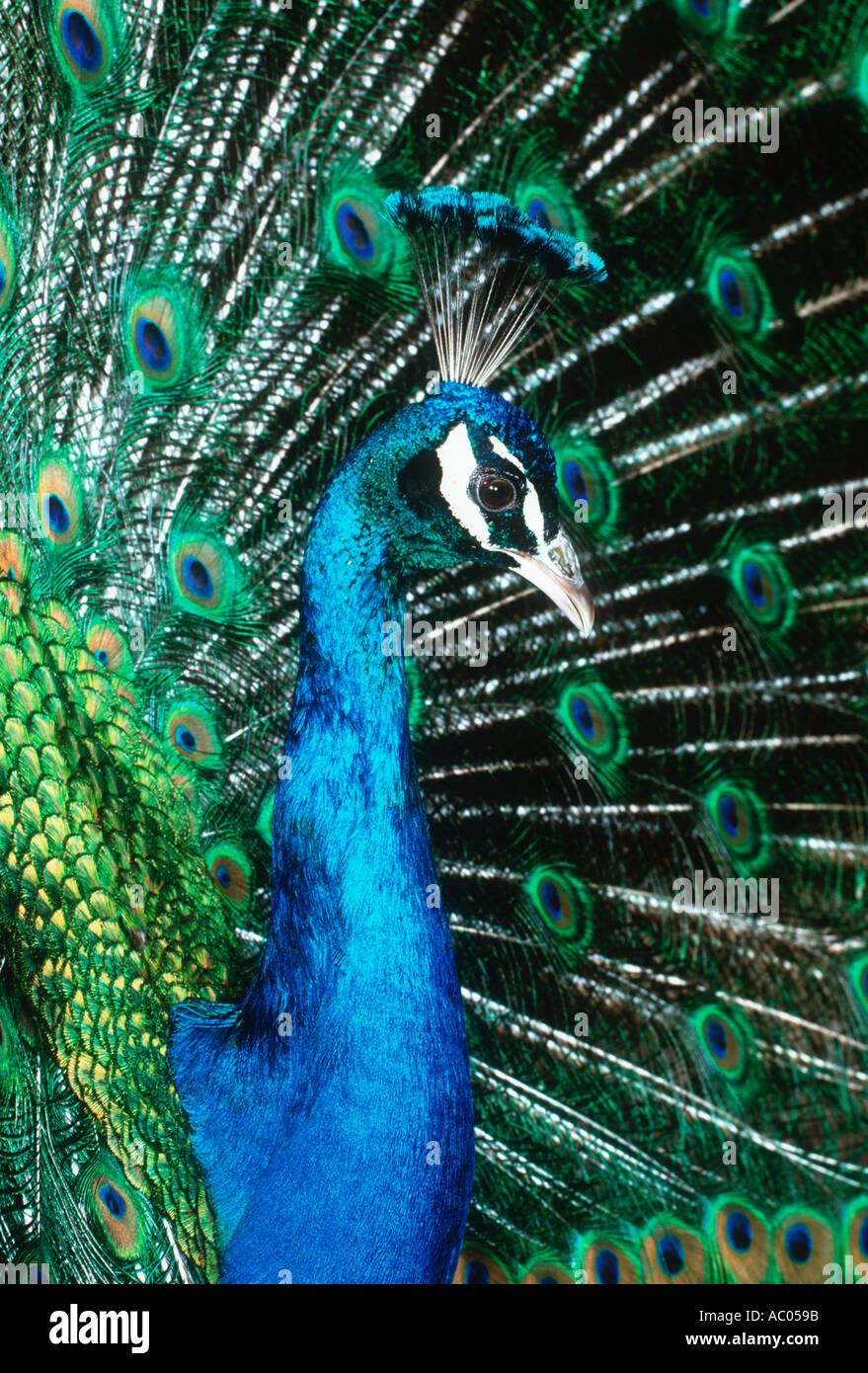 Peacock Paro cristatus Male displaying Asia Stock Photo - Alamy