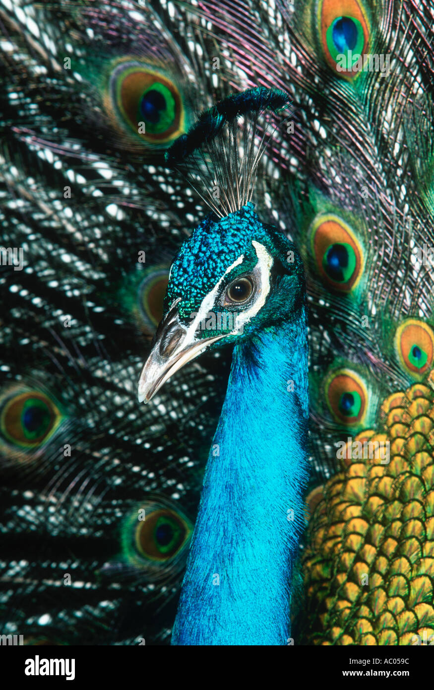 Asian peacock hi-res stock photography and images - Alamy