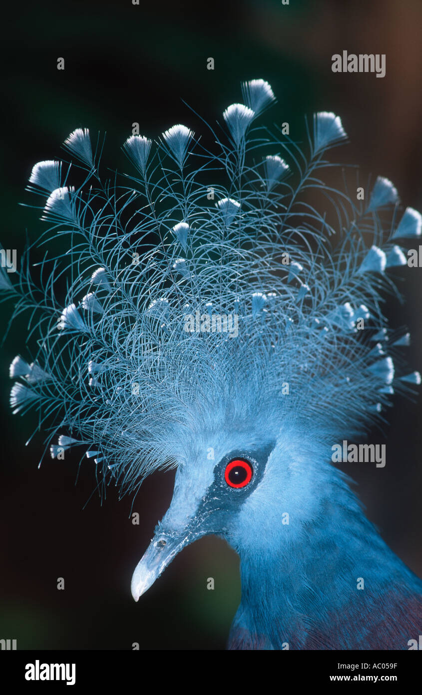 Victoria Crowned Pigeon Goura victoria New Guinea Stock Photo - Alamy