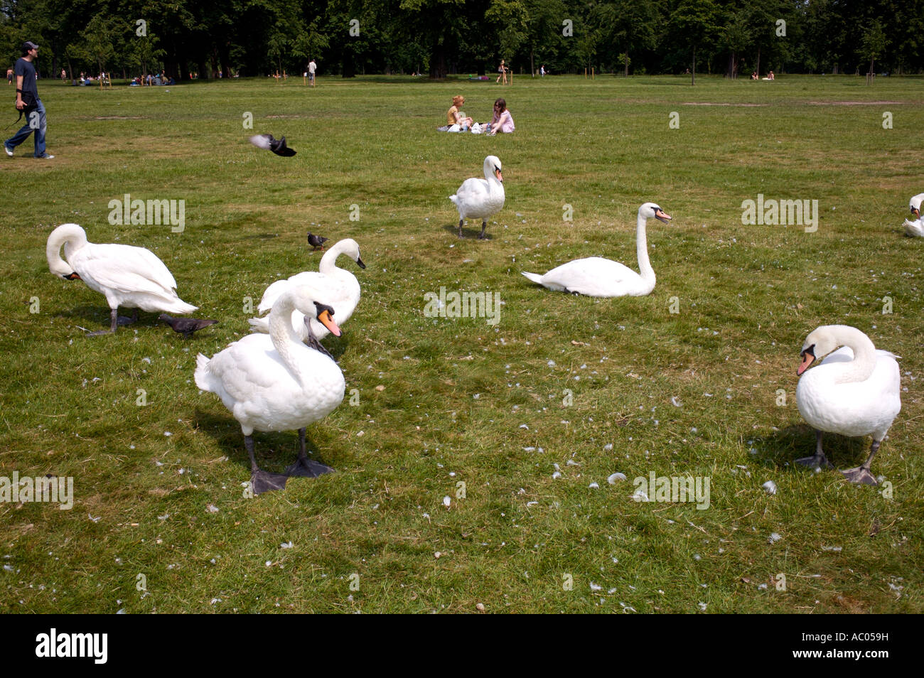 Kensington gardens swans hi-res stock photography and images - Alamy