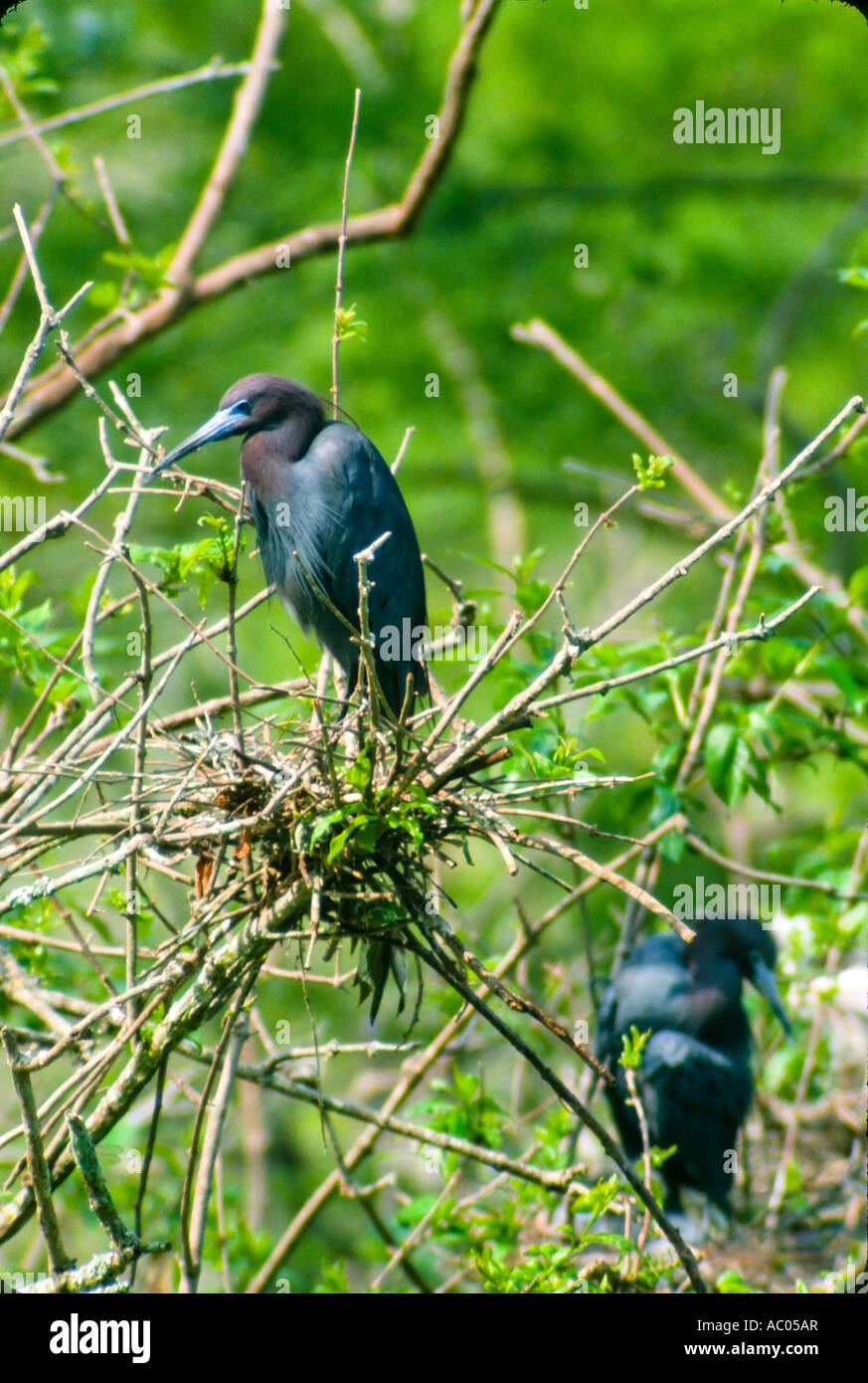 Little Blue Heron (Egretta caerulea) Perched in Nest, Louisiana Stock ...