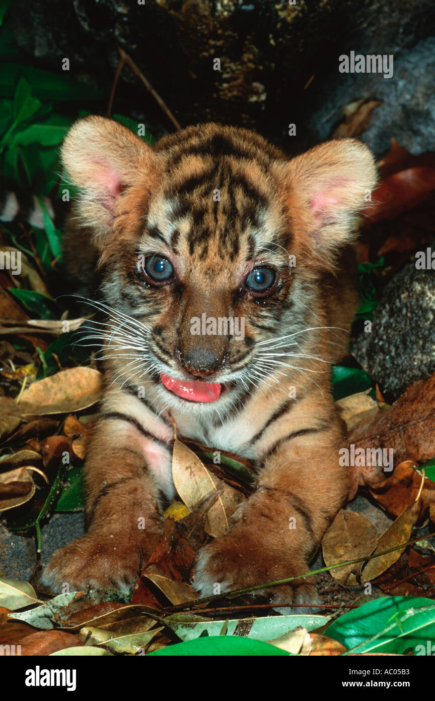 Tiger Panthera tigris Six week old cubs Endangered Asia but extinct in ...