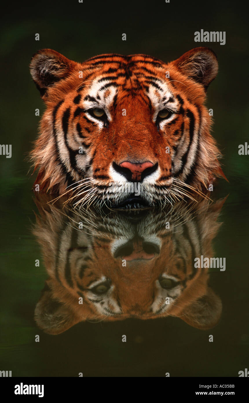 Tiger Panthera tigris Enjoy swimming in hot weather Endangered Asia but ...
