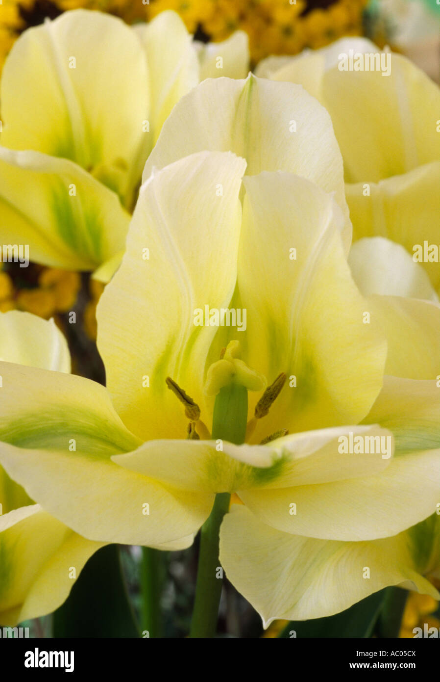 Tulipa 'Spring Green' AGM (Tulip) Close up of cream and green Division ...