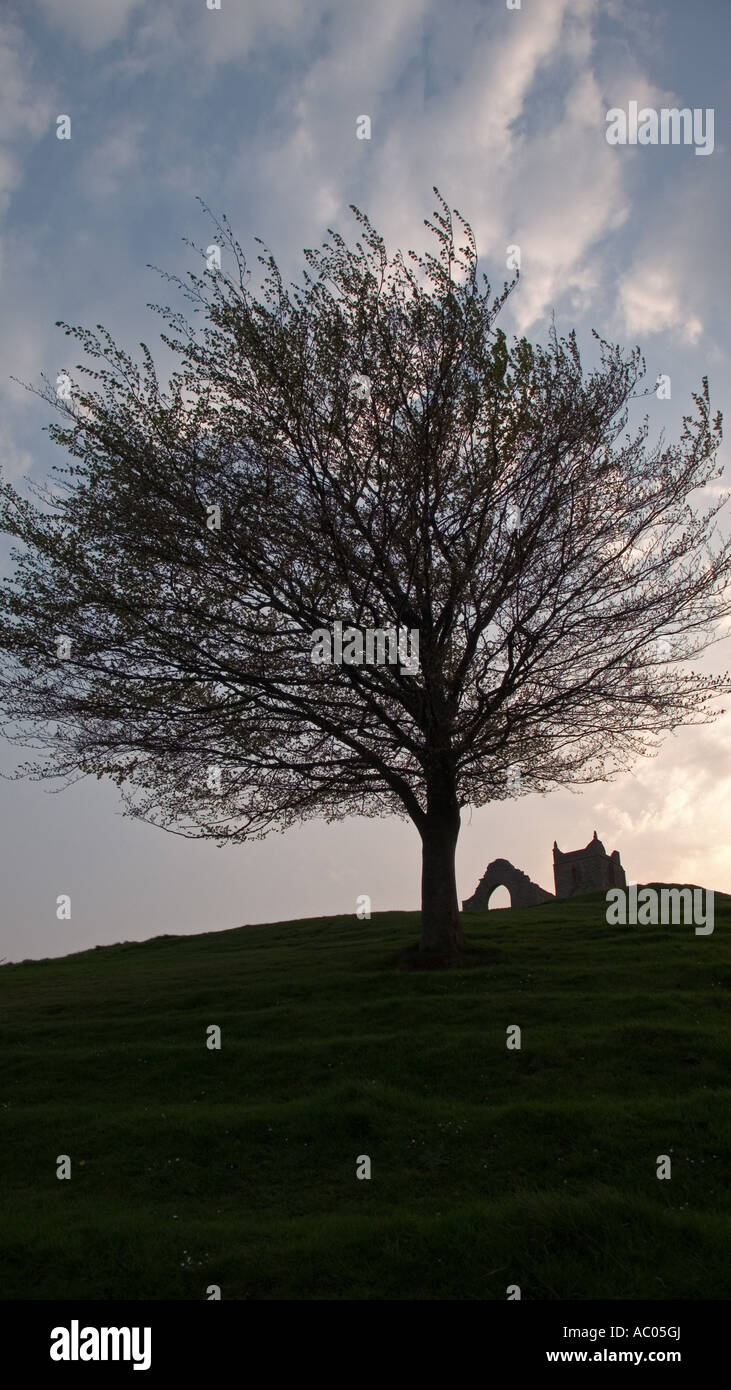 Burrow hill tree hi-res stock photography and images - Alamy
