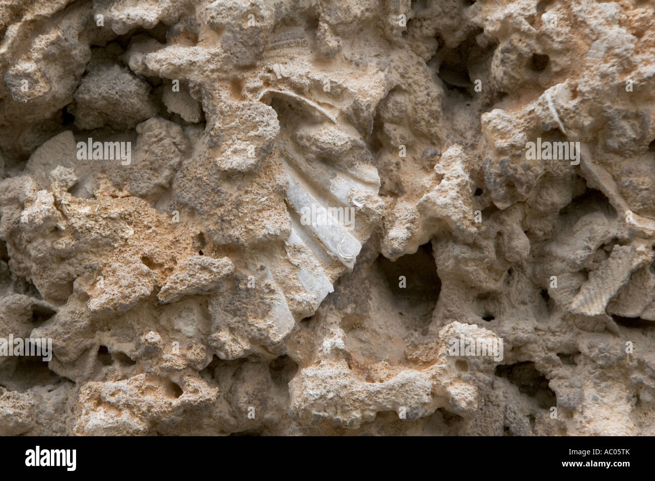 Stone buildings fossils hi-res stock photography and images - Alamy