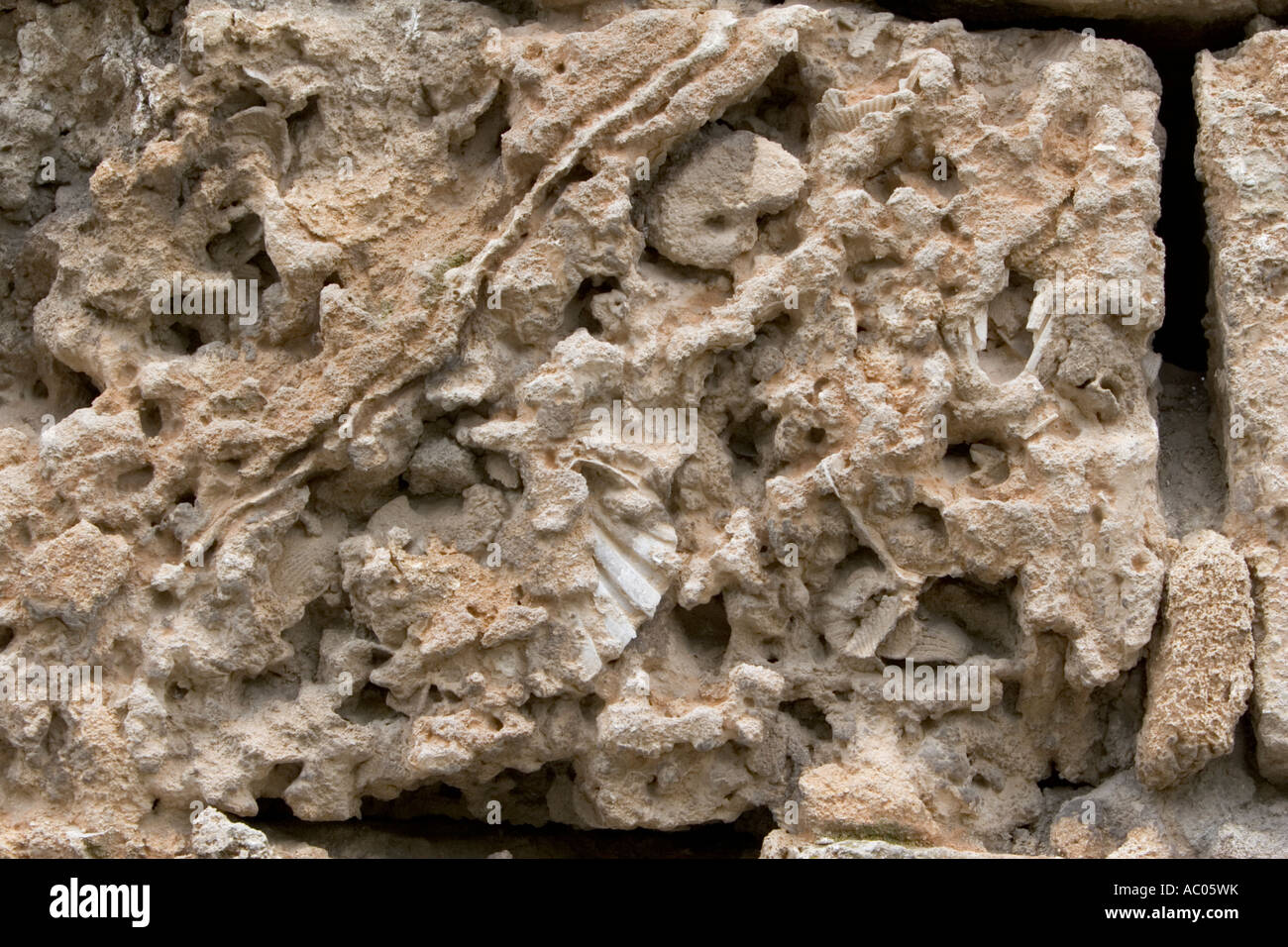 Stone buildings fossils High Resolution Stock Photography and Images ...