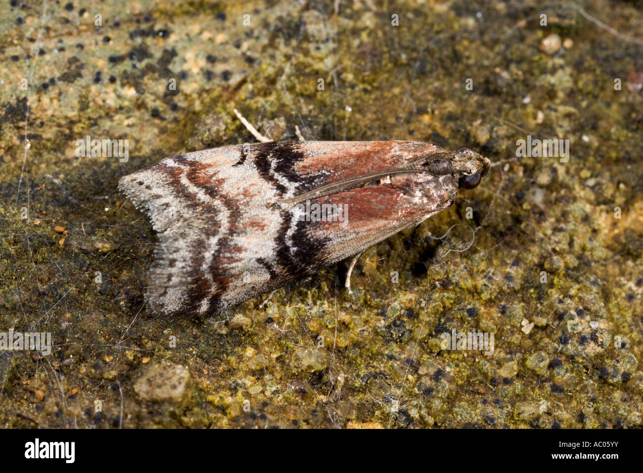 Pinguis hi-res stock photography and images - Alamy