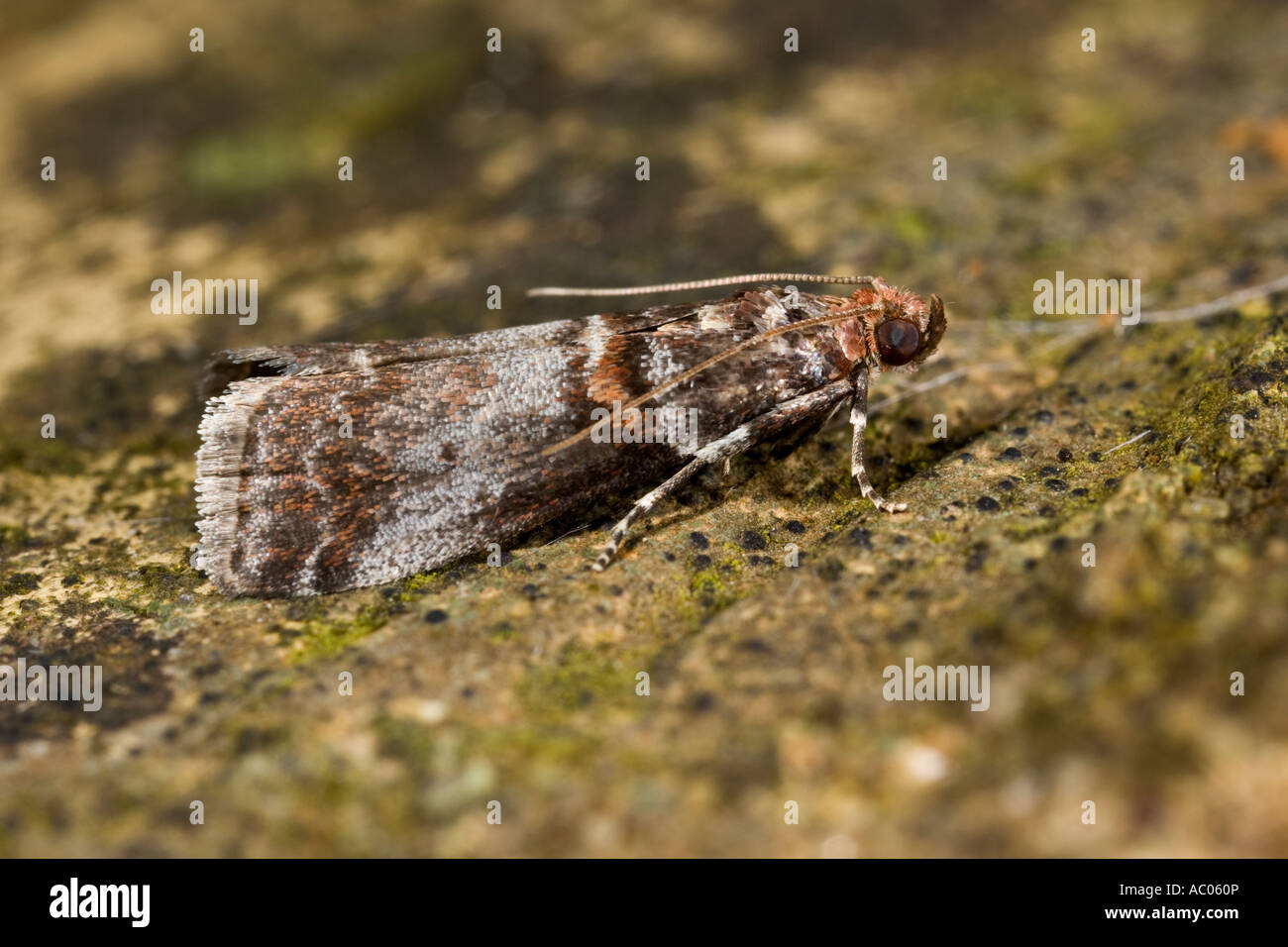 Mico moth hi-res stock photography and images - Alamy