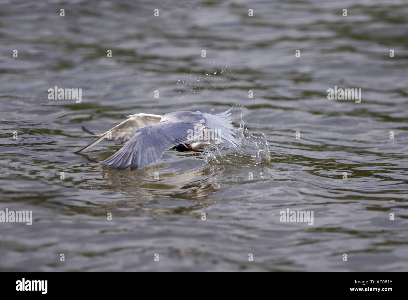 Common tern with fish hi-res stock photography and images - Alamy