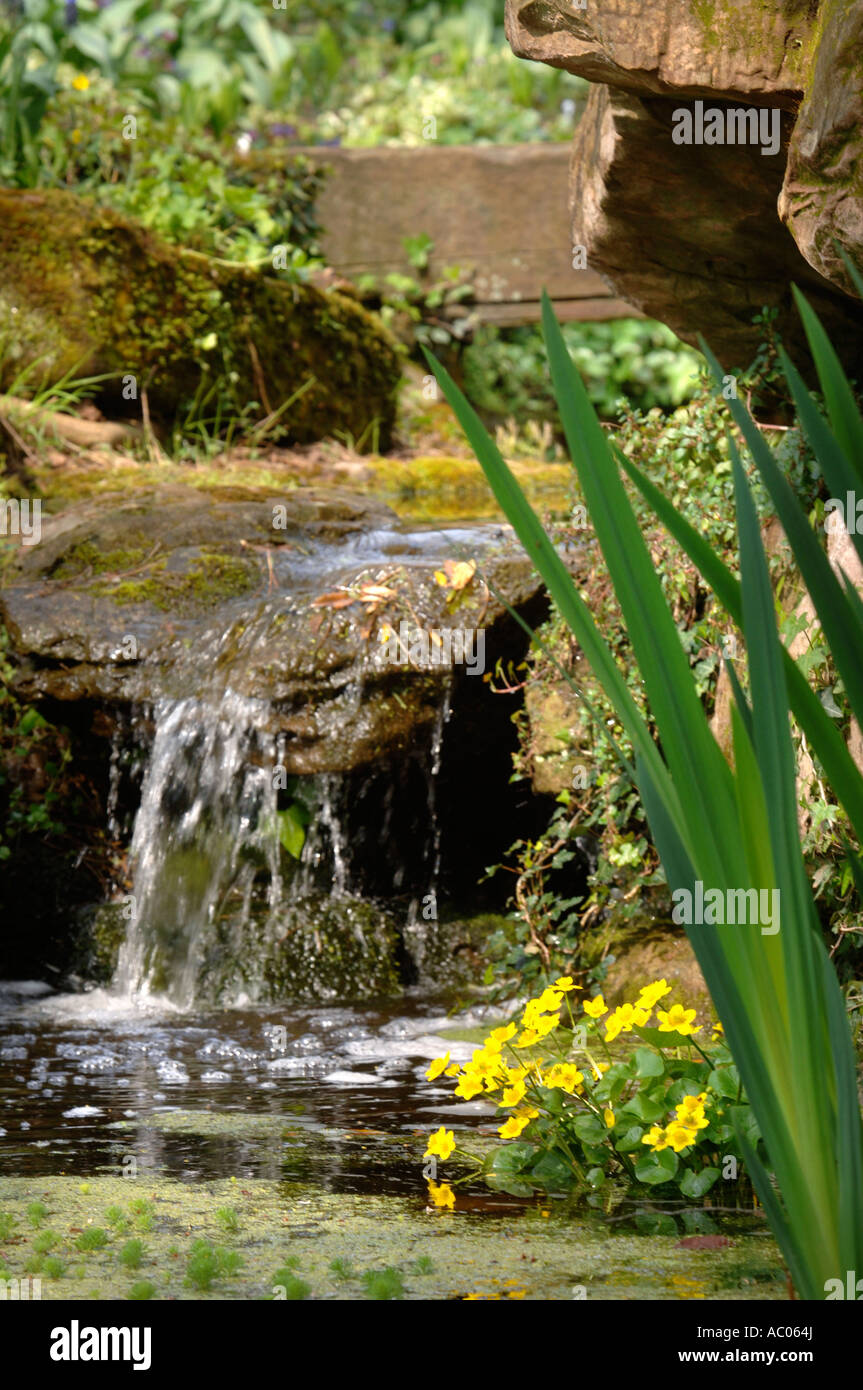 MARSH MARIGOLD OR KINGCUP BENEATH A WATERFALL AT DEWSTOW GARDENS AND ...