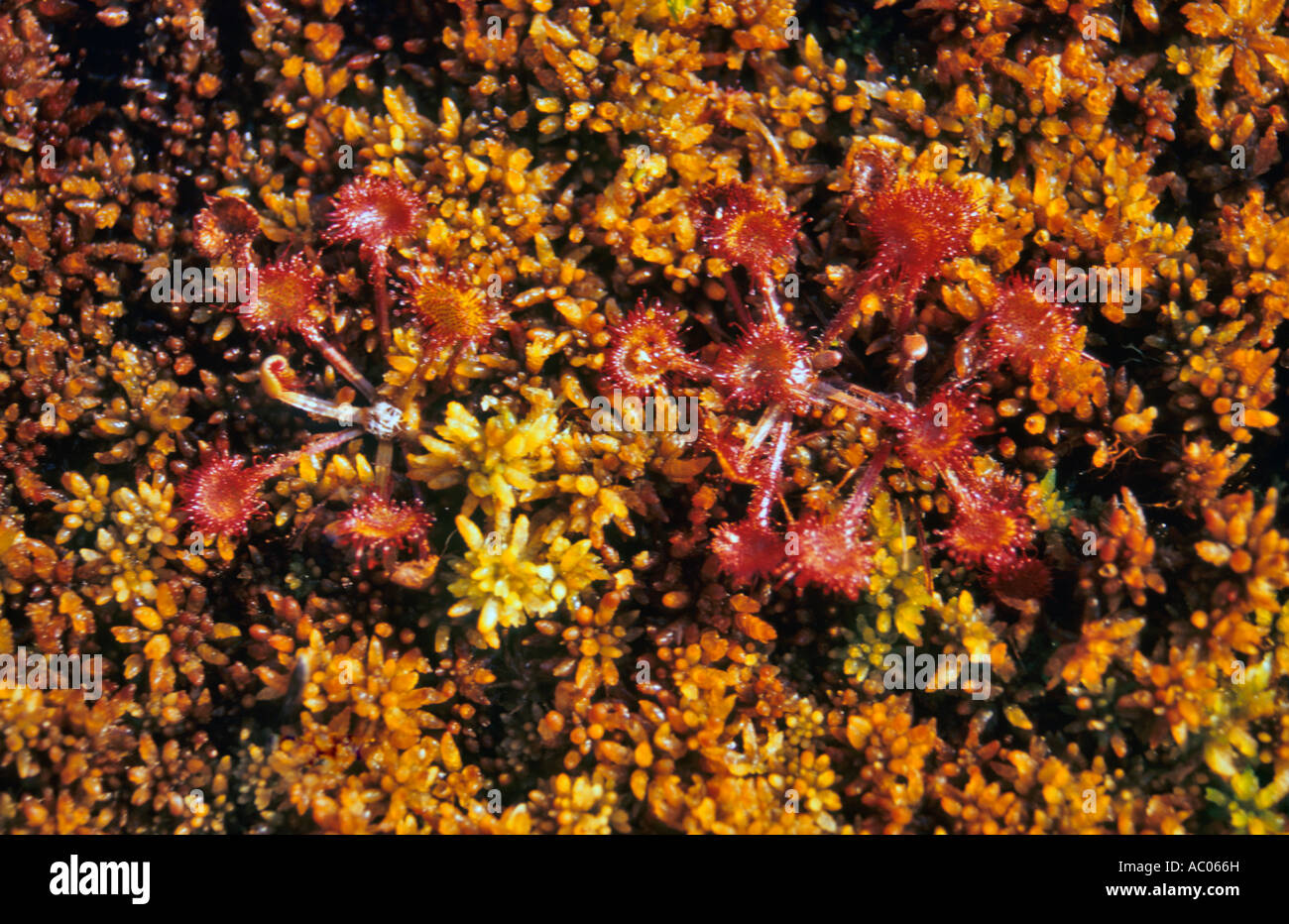 Rotundifolia hi-res stock photography and images - Alamy