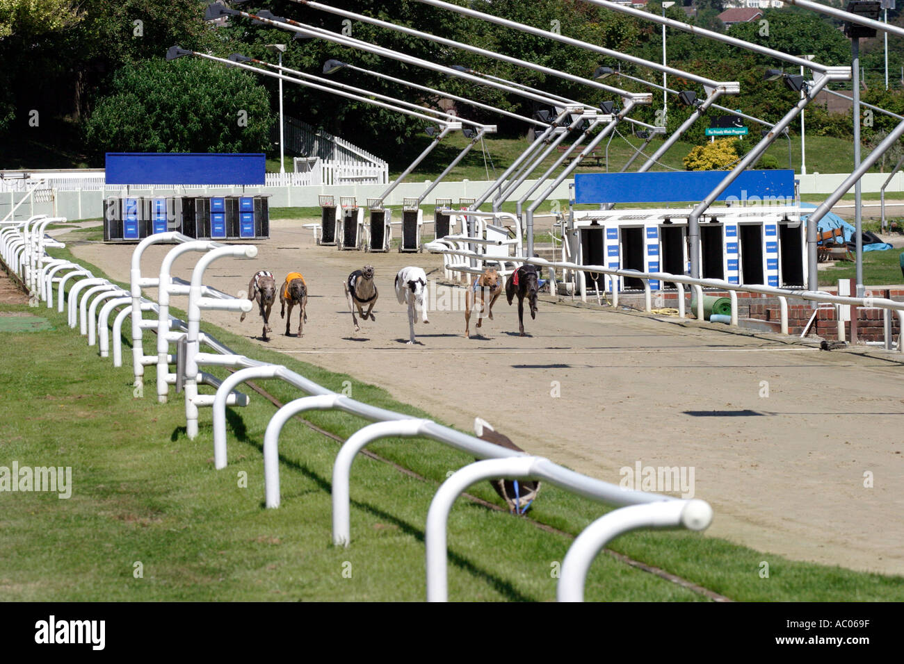 Greyhounds racing hi-res stock photography and images - Alamy