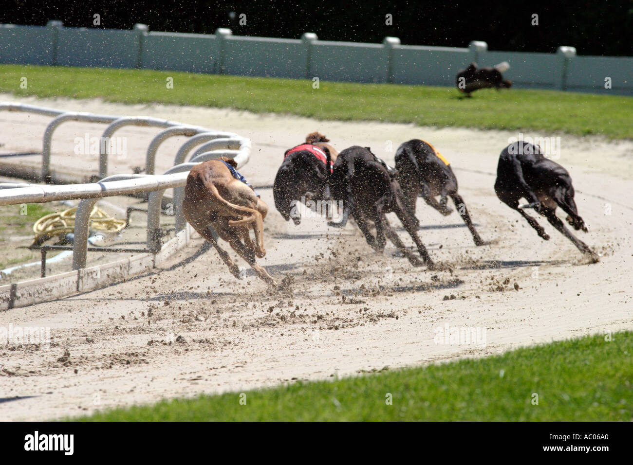 greyhounds racing after the hare rounding a bend Stock Photo - Alamy