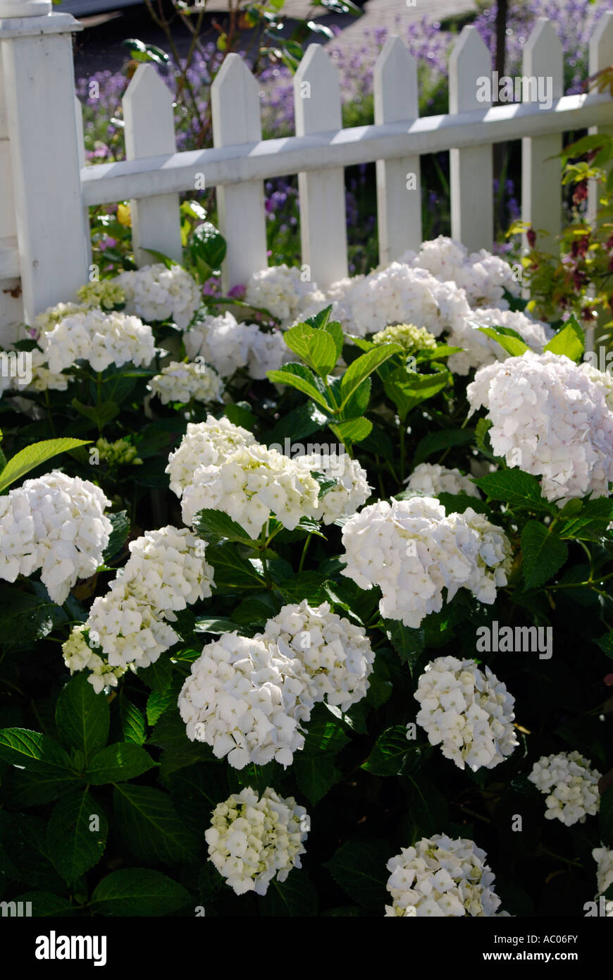 Hydrangea white picket fence hi-res stock photography and images - Alamy