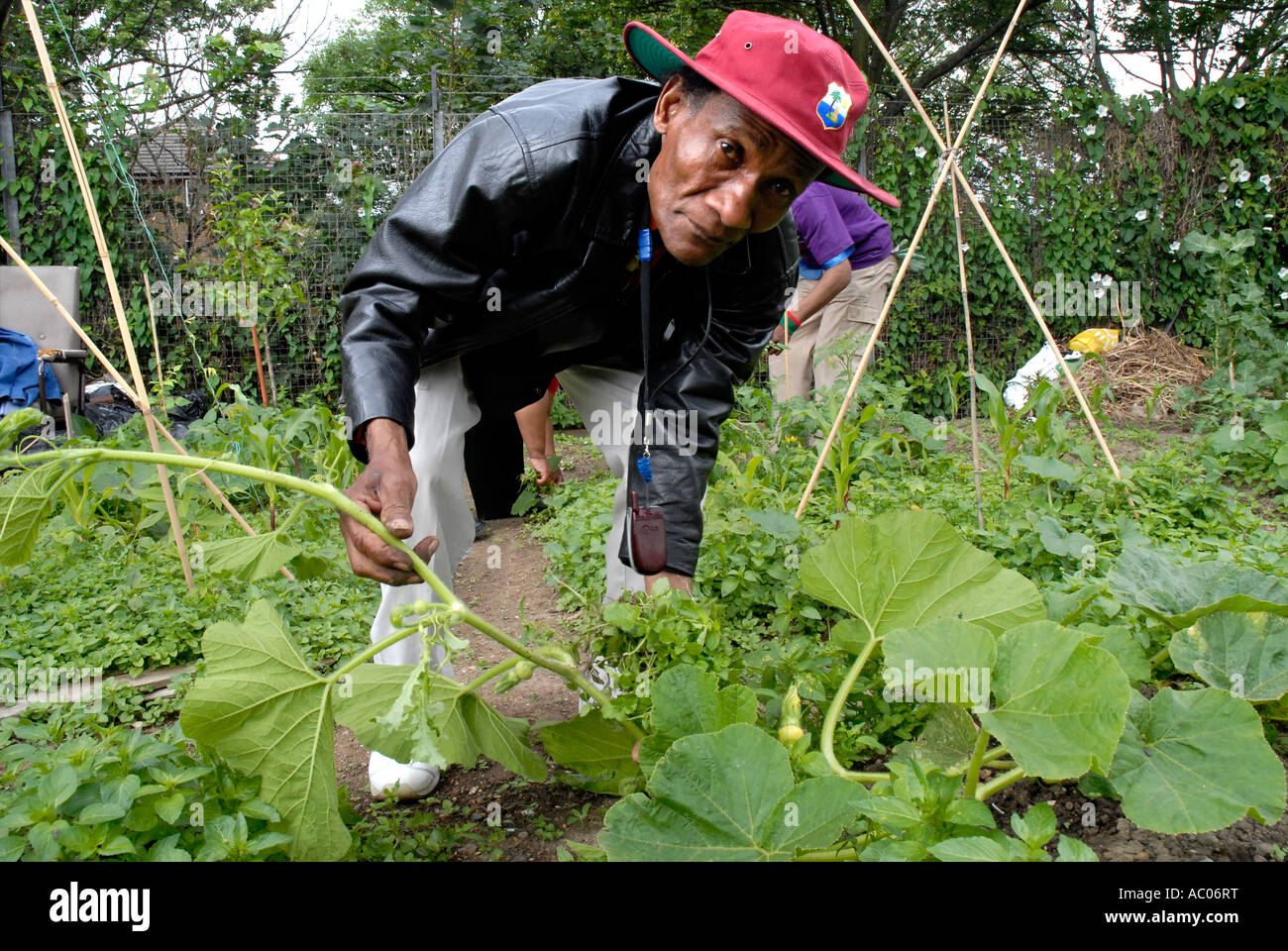 Weeding and tending Rastafarian vegetable allotment garden in Peckham ...