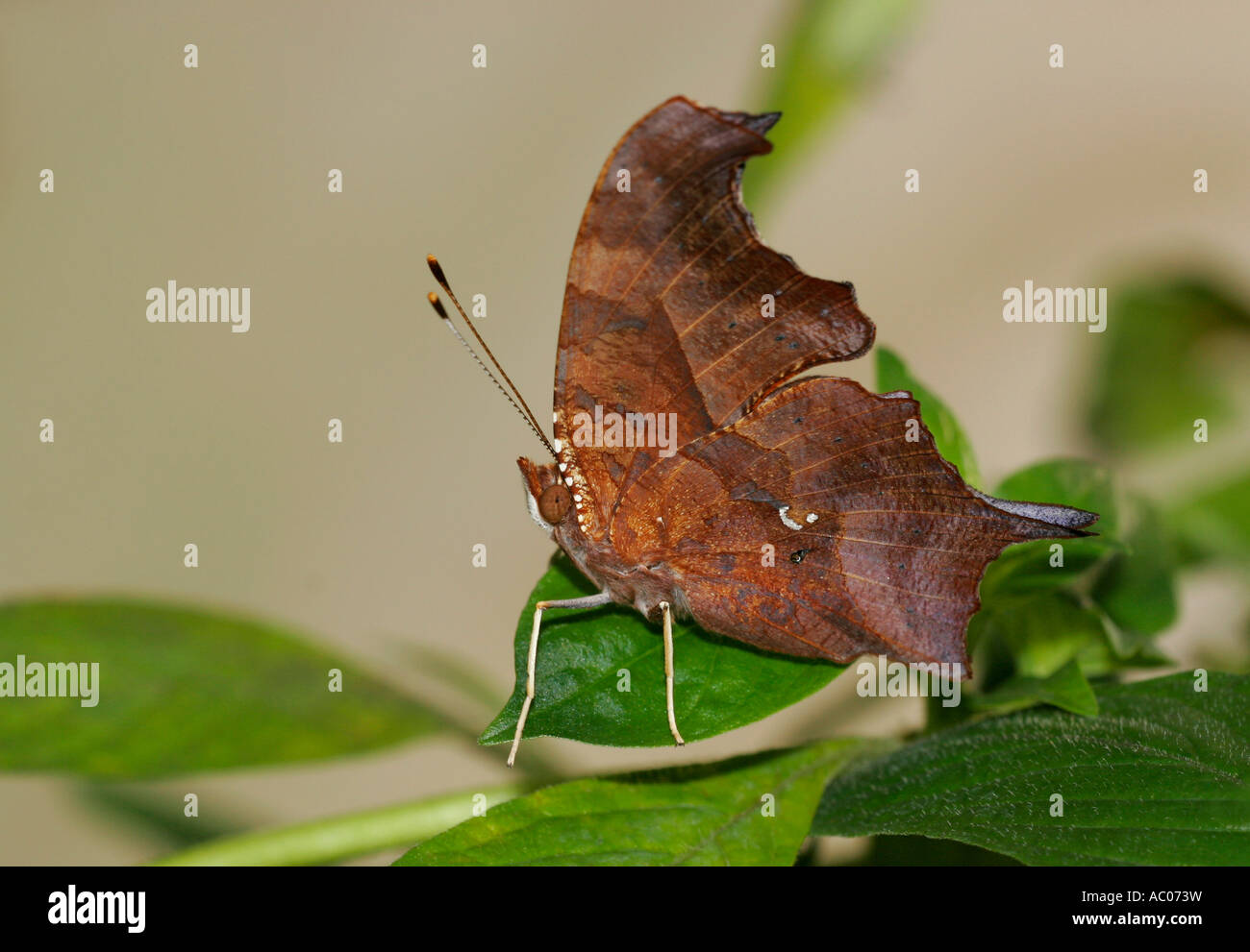Question mark polygonia interrogationis butterfly hi-res stock ...