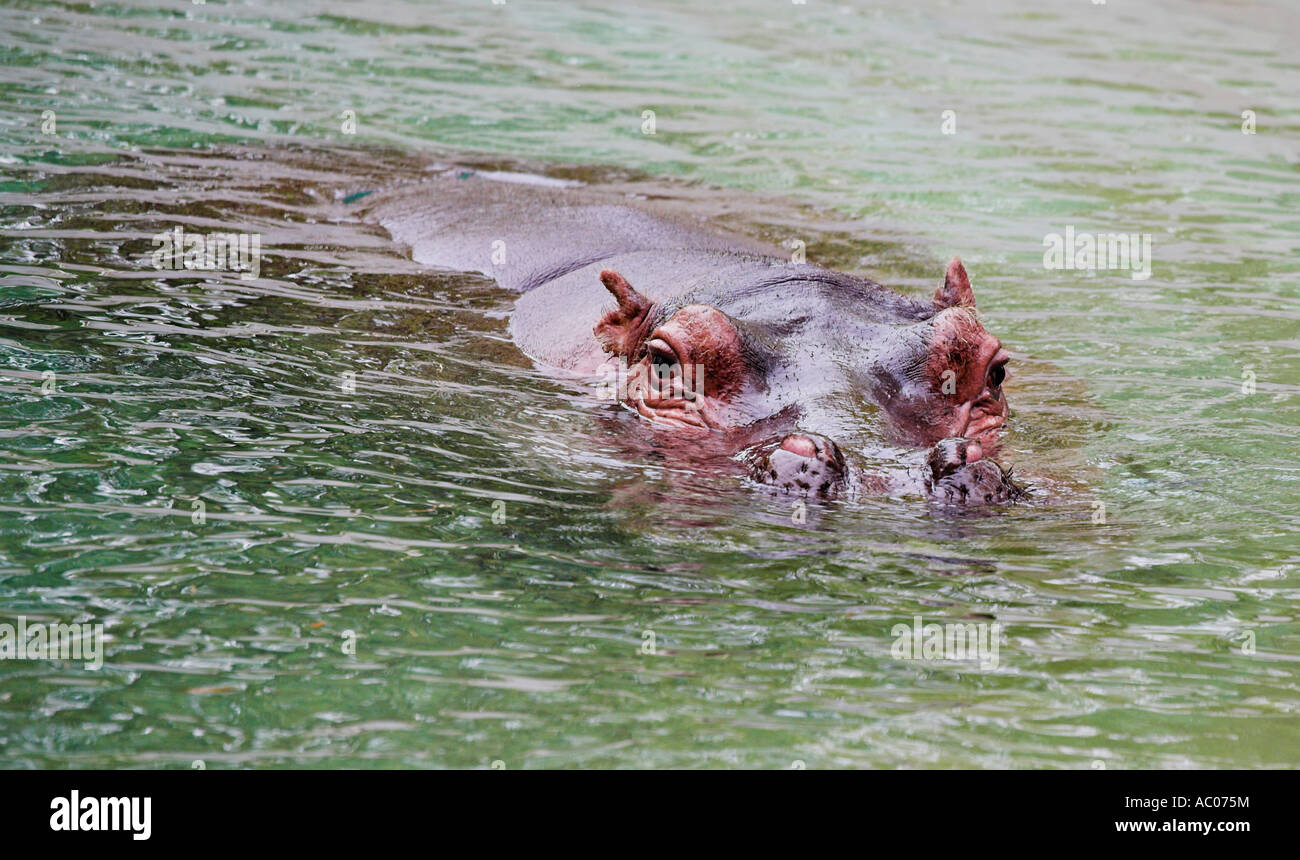 Floating Nile Hippopotamus Stock Photo - Alamy