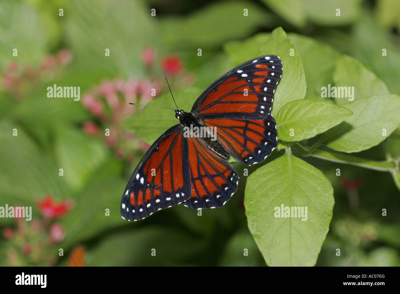 Basilarchia archipppus hi-res stock photography and images - Alamy