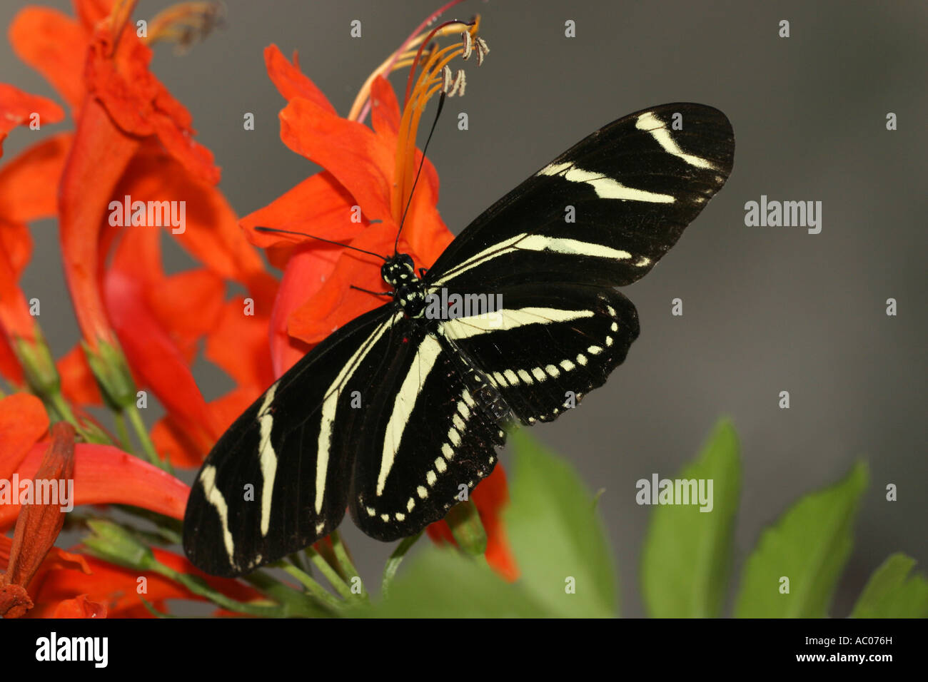 Zebra Longwing butterfly Stock Photo - Alamy