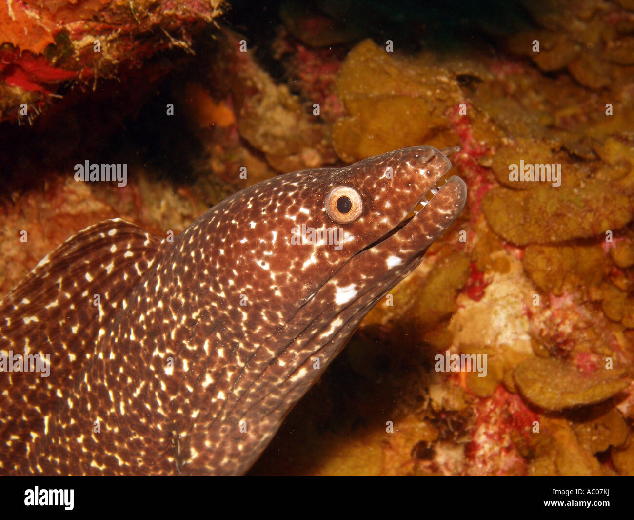 Retifera hi-res stock photography and images - Alamy