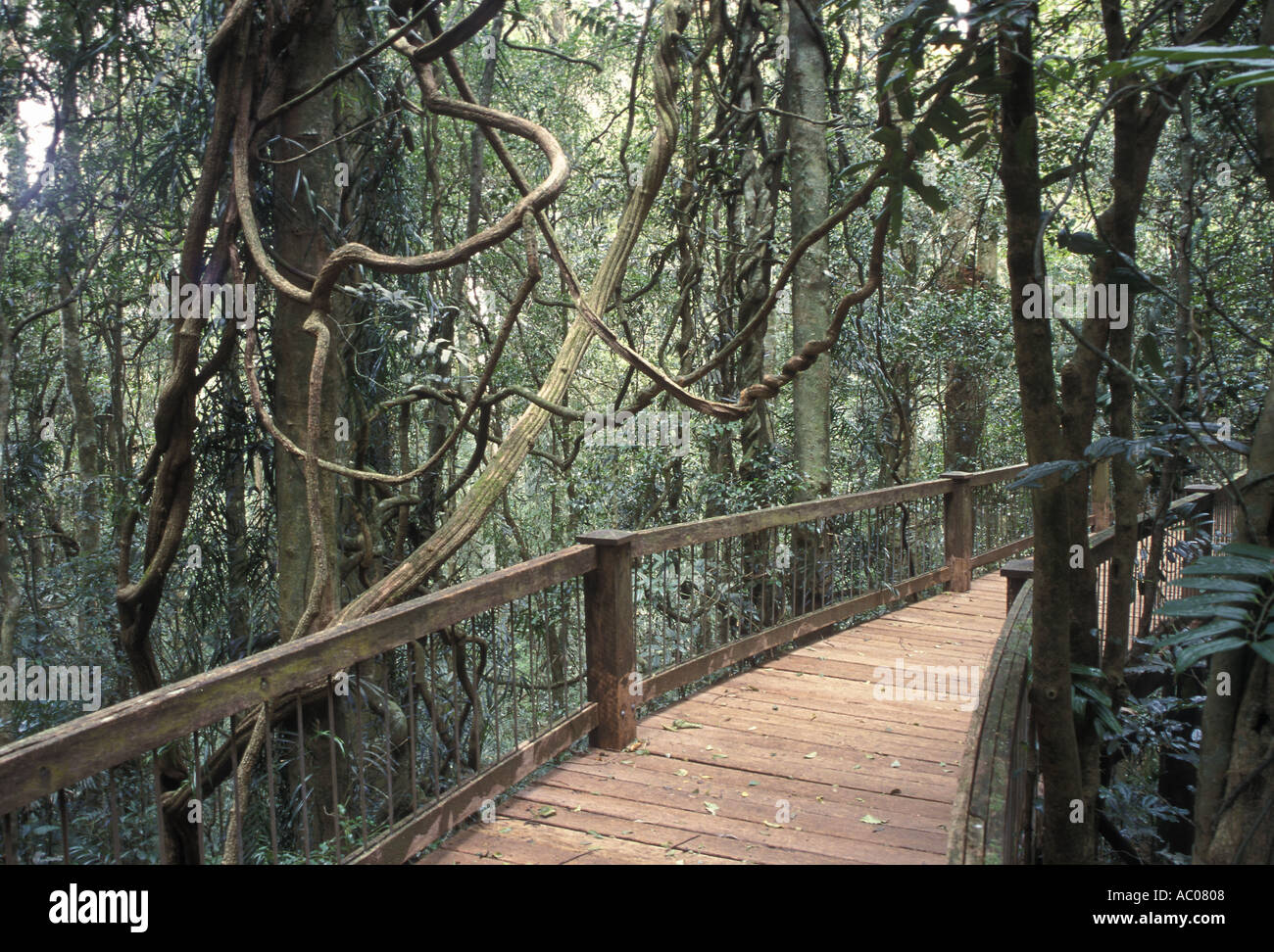 Tropical Rainforest Dorrigo National Park Qeensland Australia Stock ...