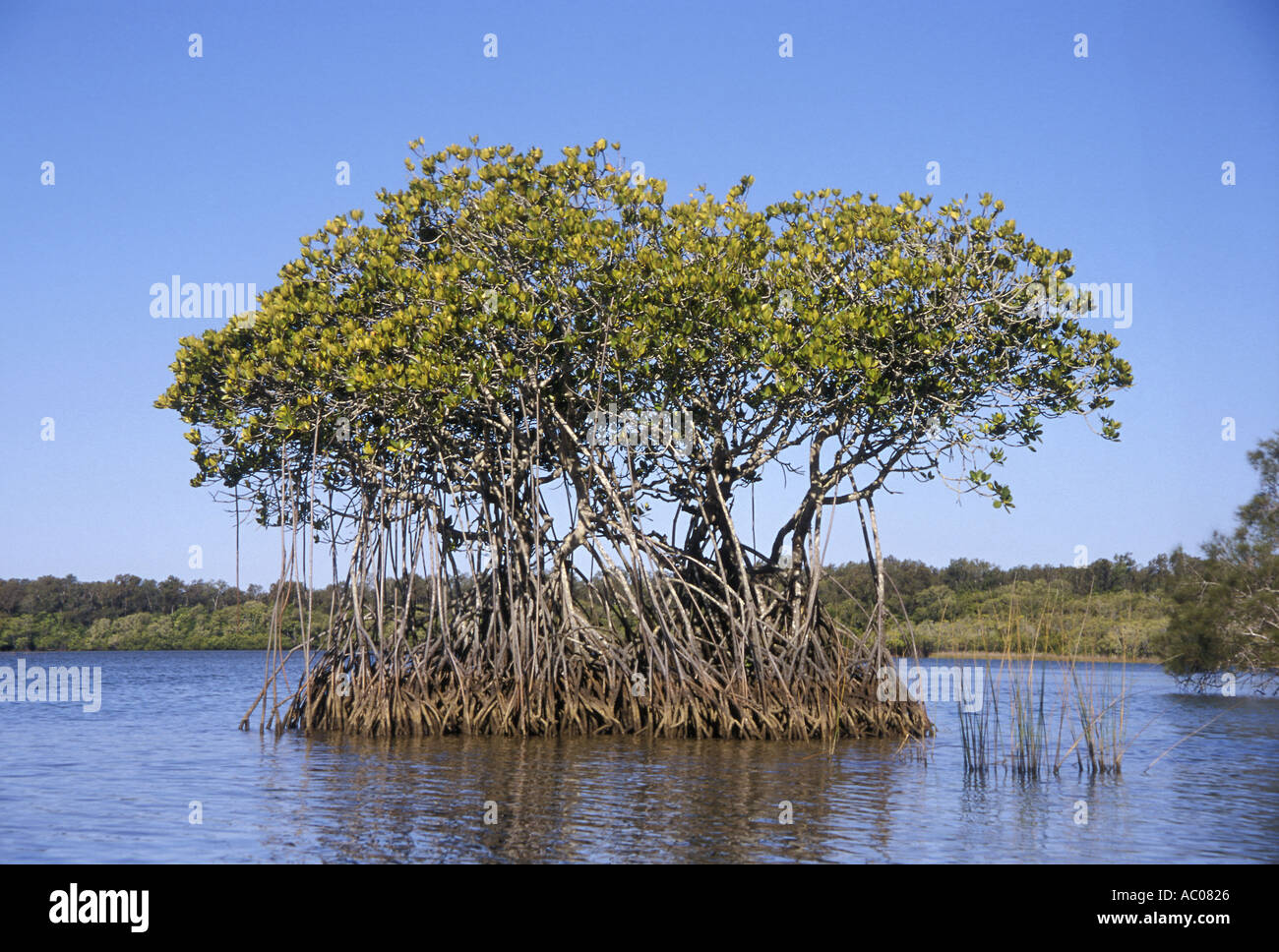 Mangrove swamp Northern Territory Australia Stock Photo - Alamy