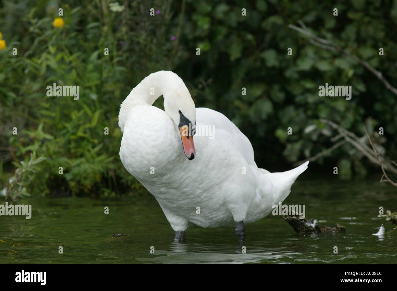 A Swan on the Norfolk Broads England UK Stock Photo - Alamy