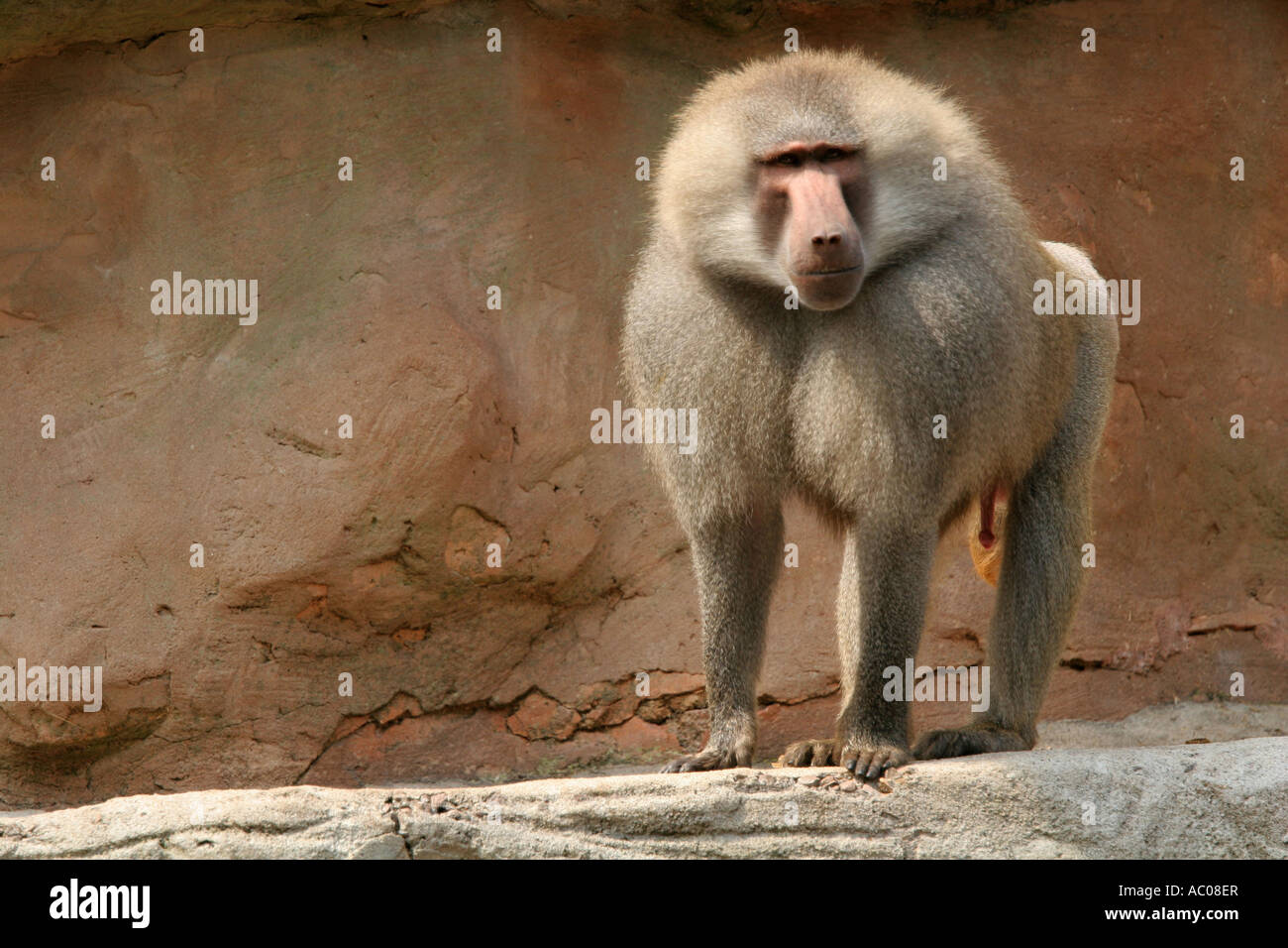 Portrait of a Male adult Sulawesi Crested Macaque Macaca nigra standing ...