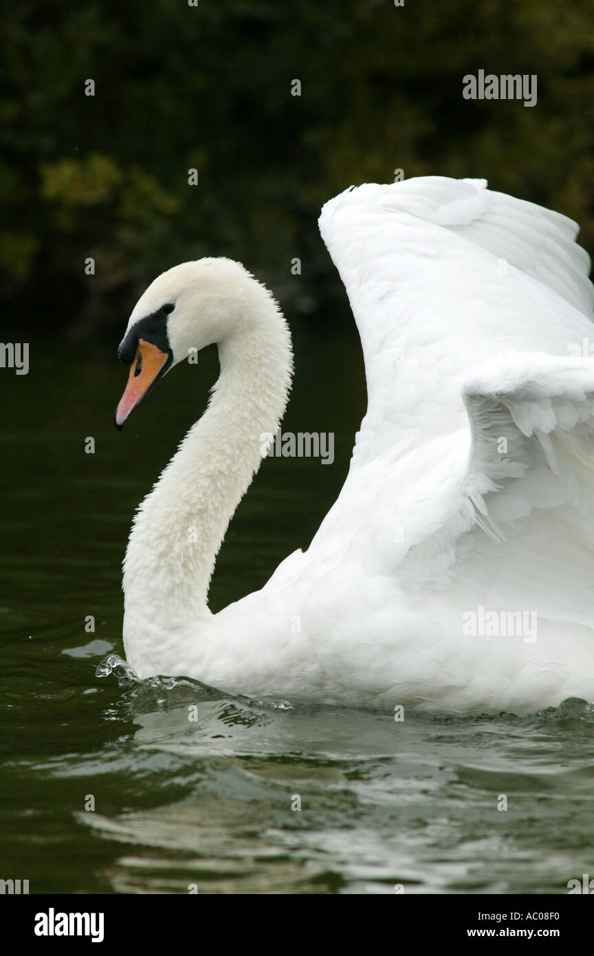 A Swan on the Norfolk Broads England UK Stock Photo - Alamy