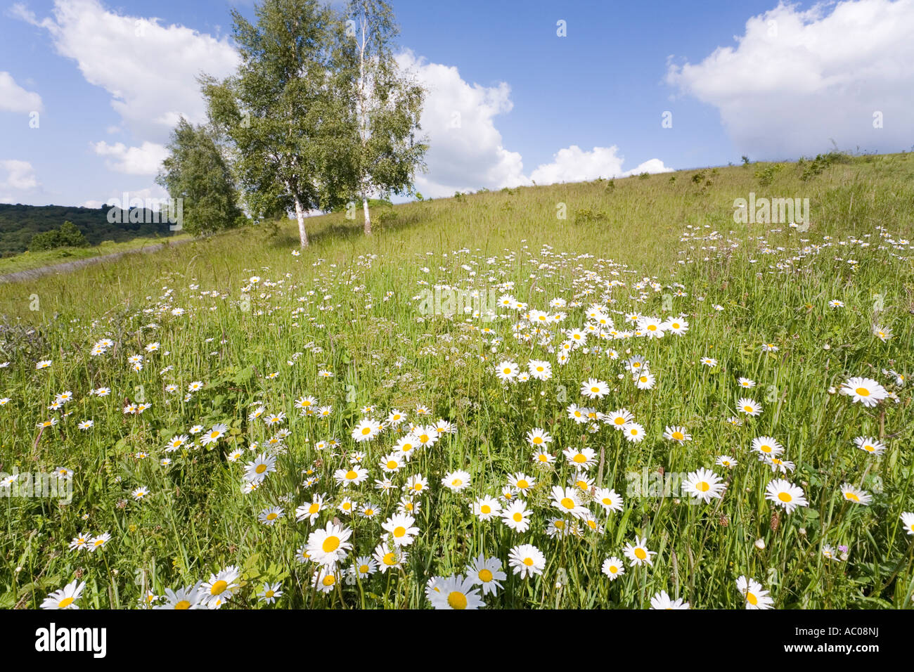 Ox eye daisies growing wild on Cotswold limestone grassland at Cranham ...