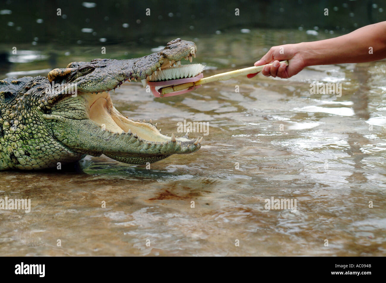 Crocodile teeth clean hi-res stock photography and images - Alamy