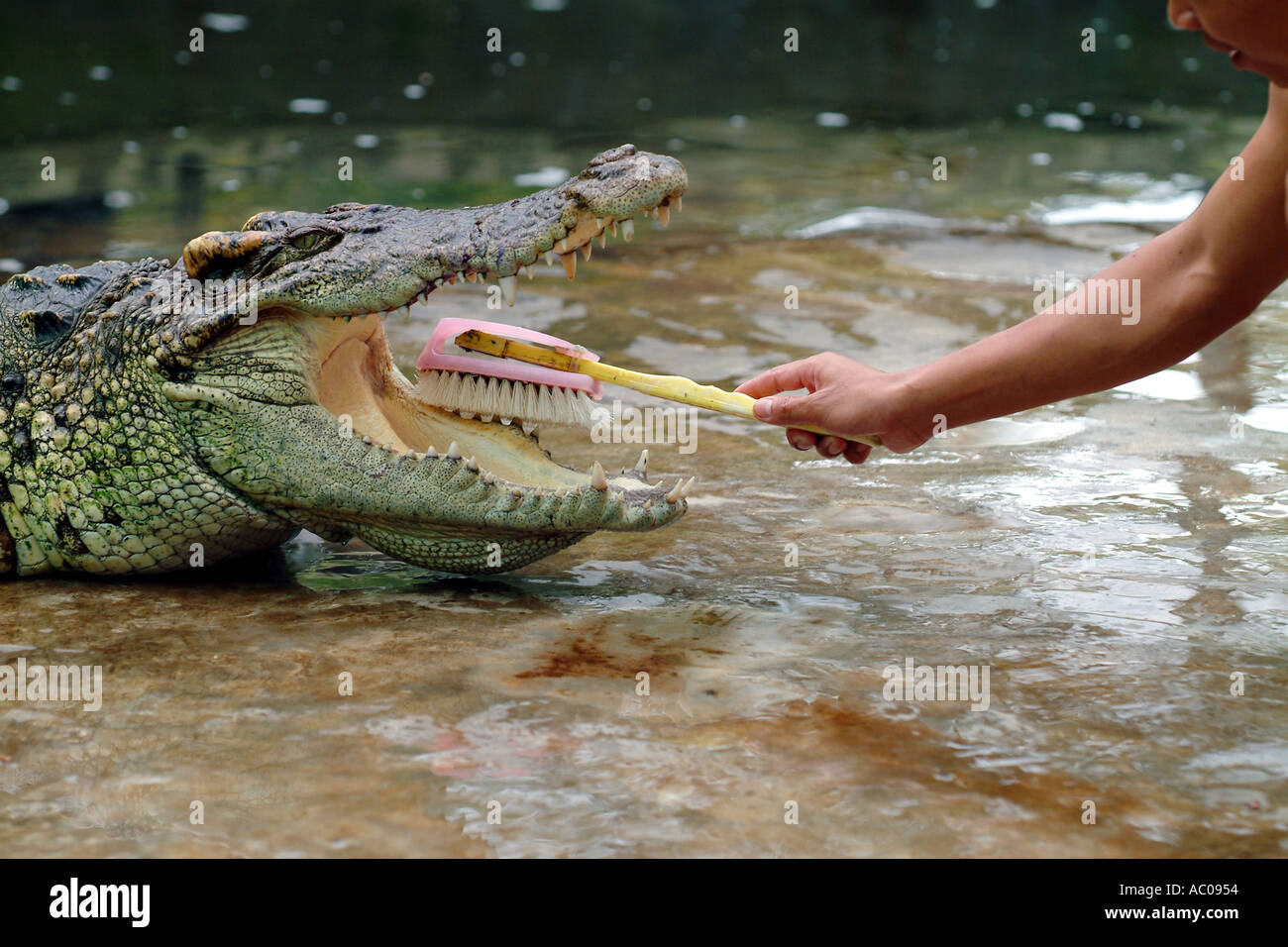 Man hand feeds crocodile hi-res stock photography and images - Alamy