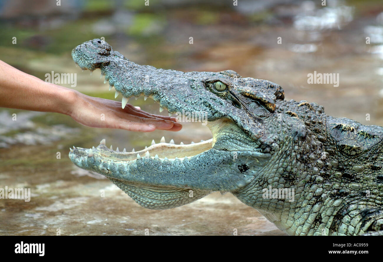 Man hand feeds crocodile hi-res stock photography and images - Alamy