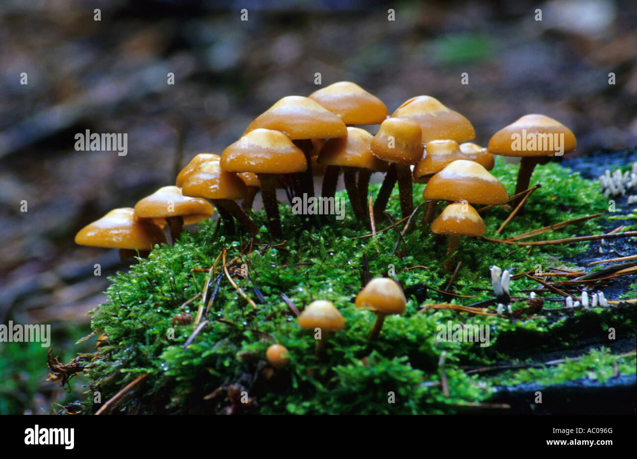 Mutabilis hi-res stock photography and images - Alamy