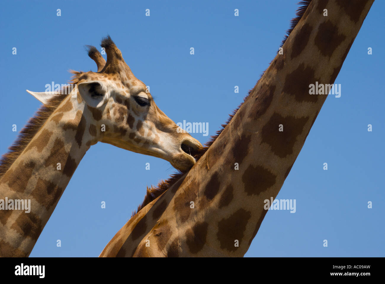 Giraffe young giraffe grooming mother Barben wildlife park Provence ...