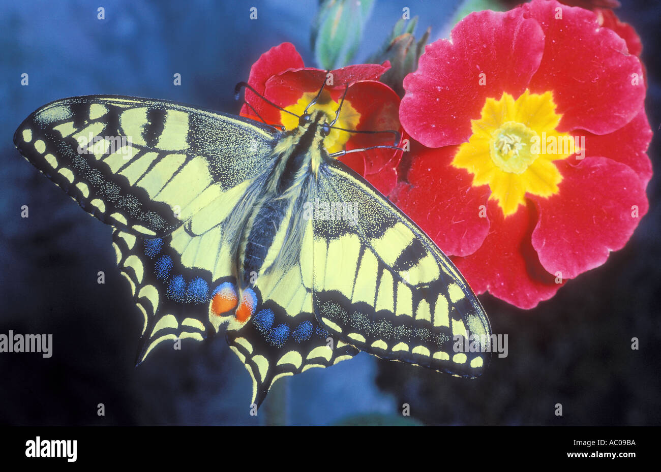 British Swallowtail butterfly Papilio gorganus machaon Stock Photo - Alamy