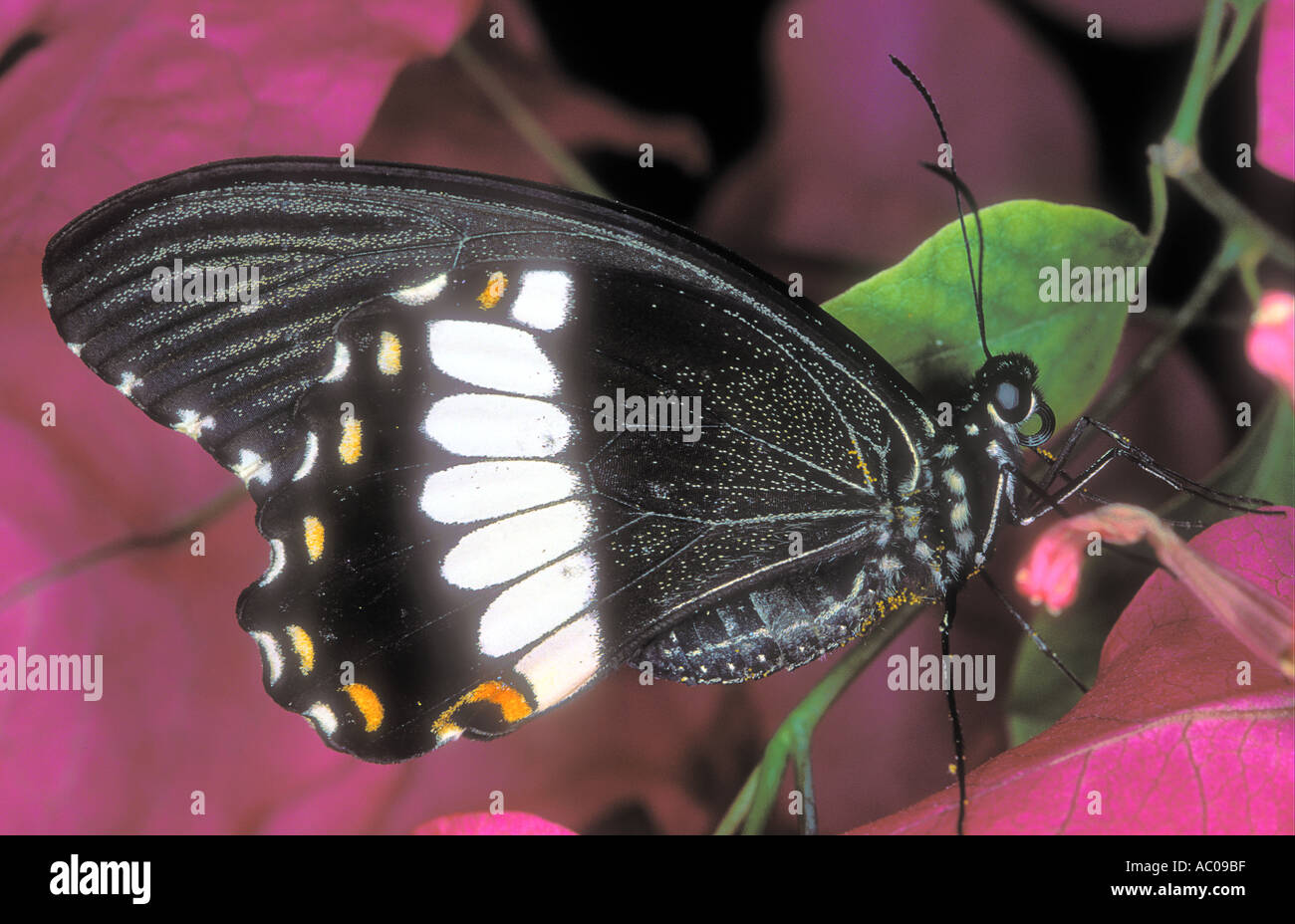 Common Mormon butterfly Papilio polytes Stock Photo - Alamy