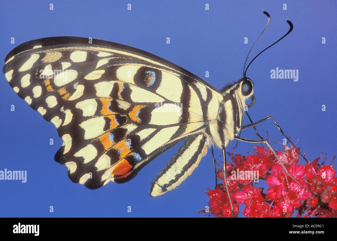 Checkered Swallowtail butterfly Papilio demolius Stock Photo - Alamy