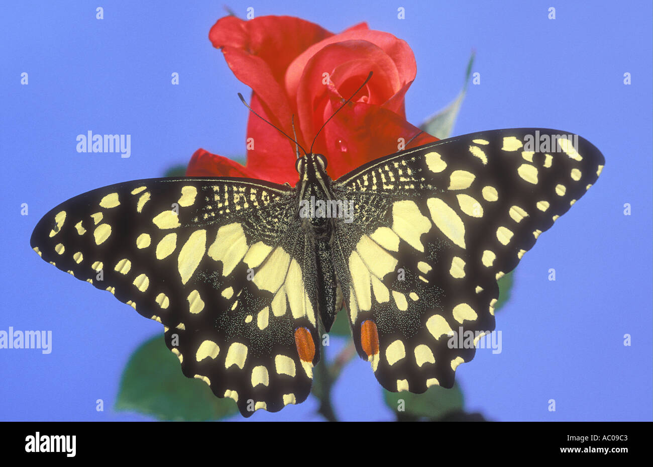 Checkered Swallowtail butterfly resting on a rose Papilio demolius ...