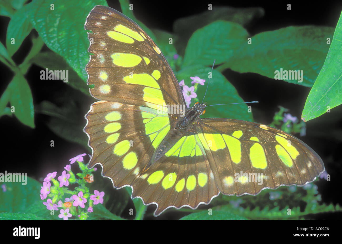 Malachite butterfly Metamorpha stelenes Stock Photo - Alamy