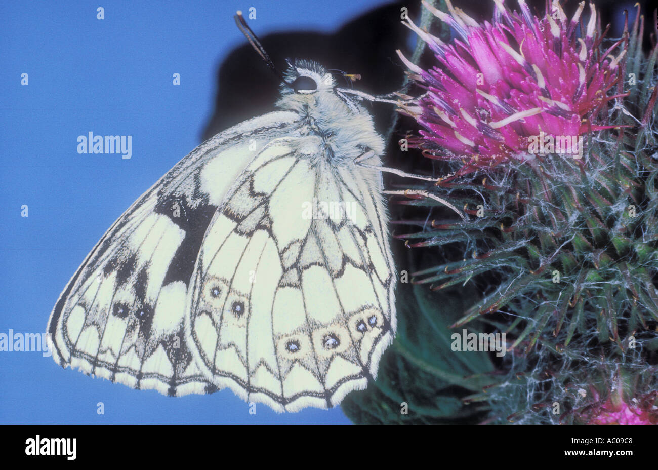 British Marbled White butterfly Melanargia galathea Stock Photo - Alamy