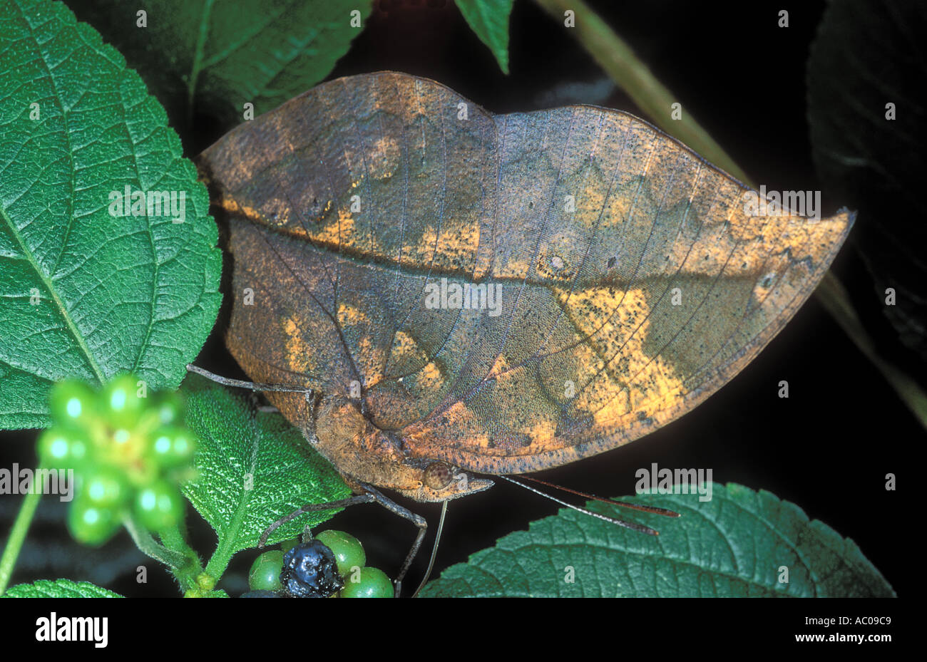 Leaf like butterfly hi-res stock photography and images - Alamy