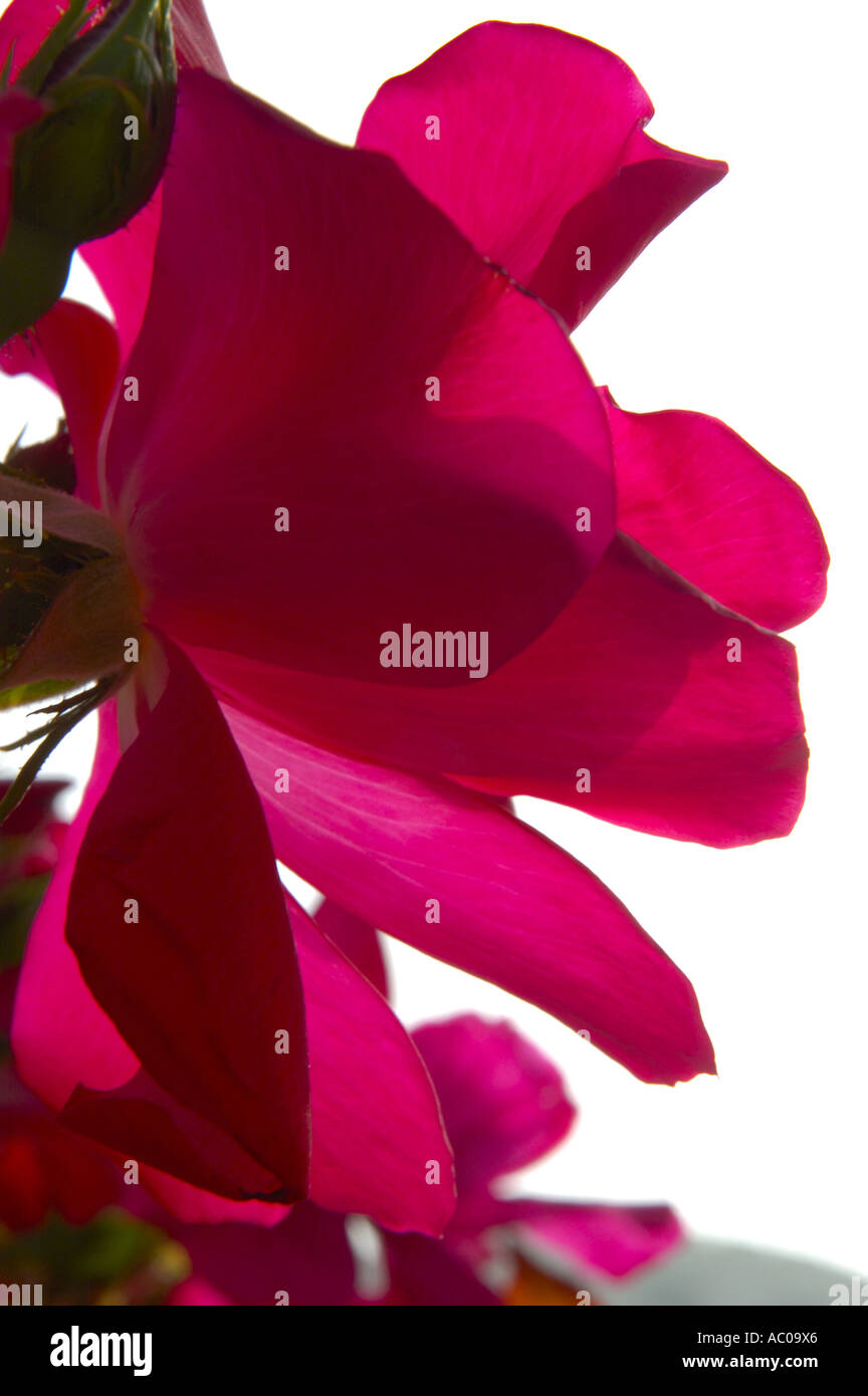 Backlit Pink Rose Stock Photo - Alamy