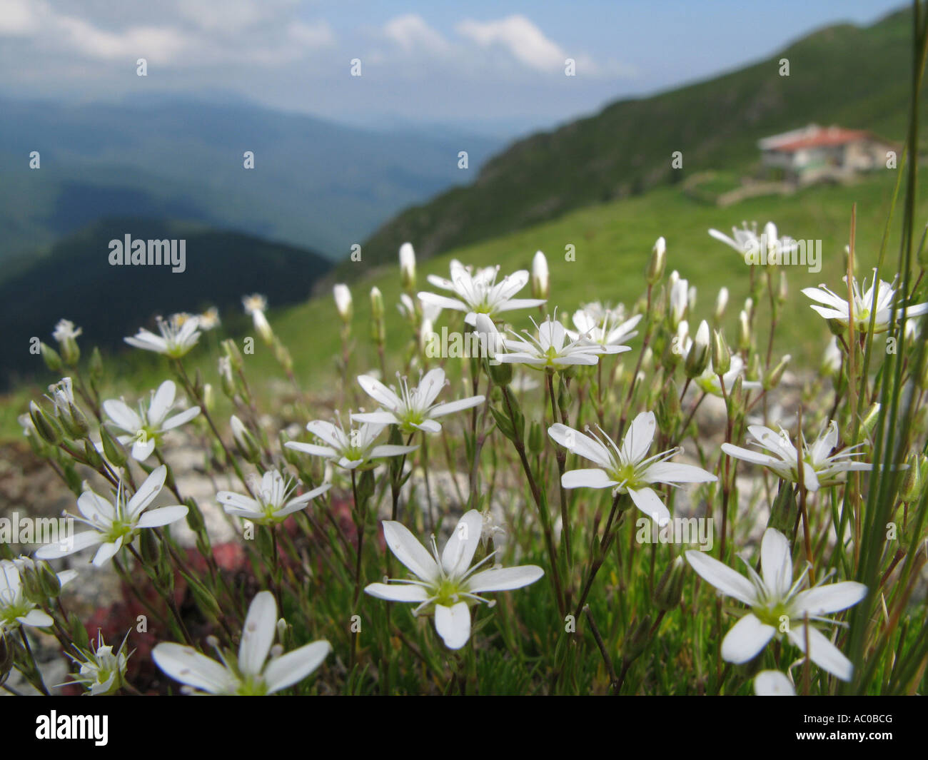 landscape EU Bulgaria Stara planina mountain flowers Stock Photo - Alamy