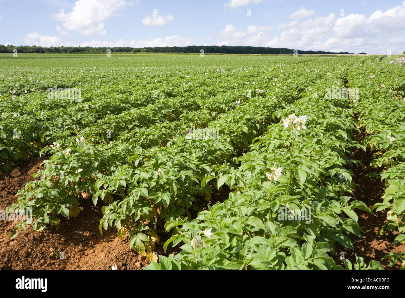 Potato Farming Uk High Resolution Stock Photography and Images - Alamy