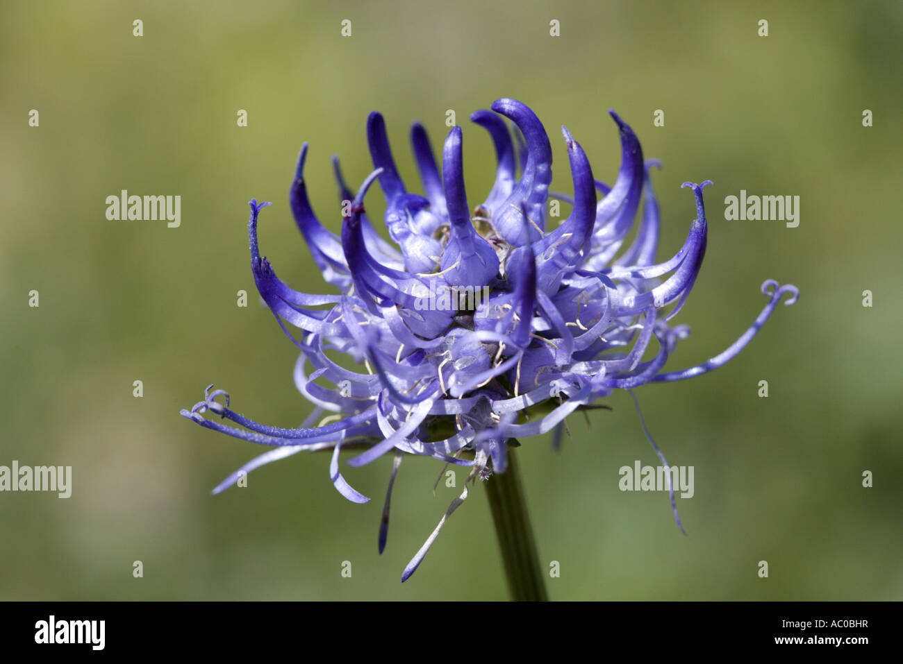 Close up of Round headed Rampion (Phyteuma orbiculare Stock Photo - Alamy