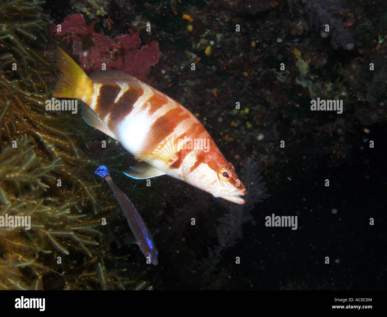 Painted Comber, Serranus scriba Stock Photo - Alamy
