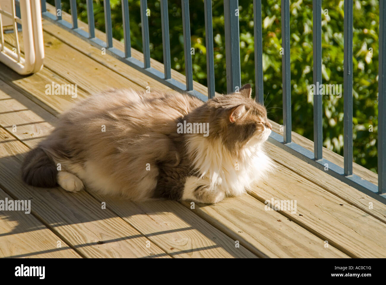 Cat deck hi-res stock photography and images - Alamy